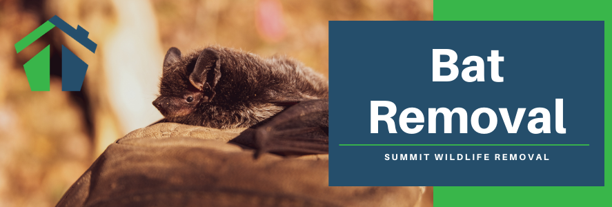 Best Bat Removal in Virginia Beach-Summit Wildlife Removal