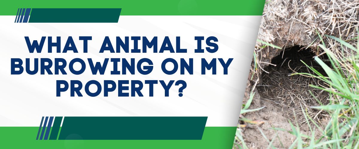What Animal Is Burrowing In My Yard? - Summit Pest Control