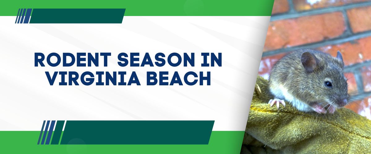 Rodent Season in Virginia Beach - Summit Pest Control